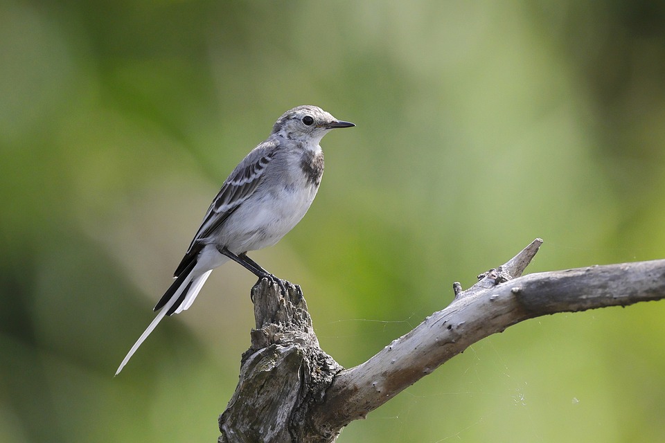 La Constitution togolaise : Un guide complet pour comprendre ses ...